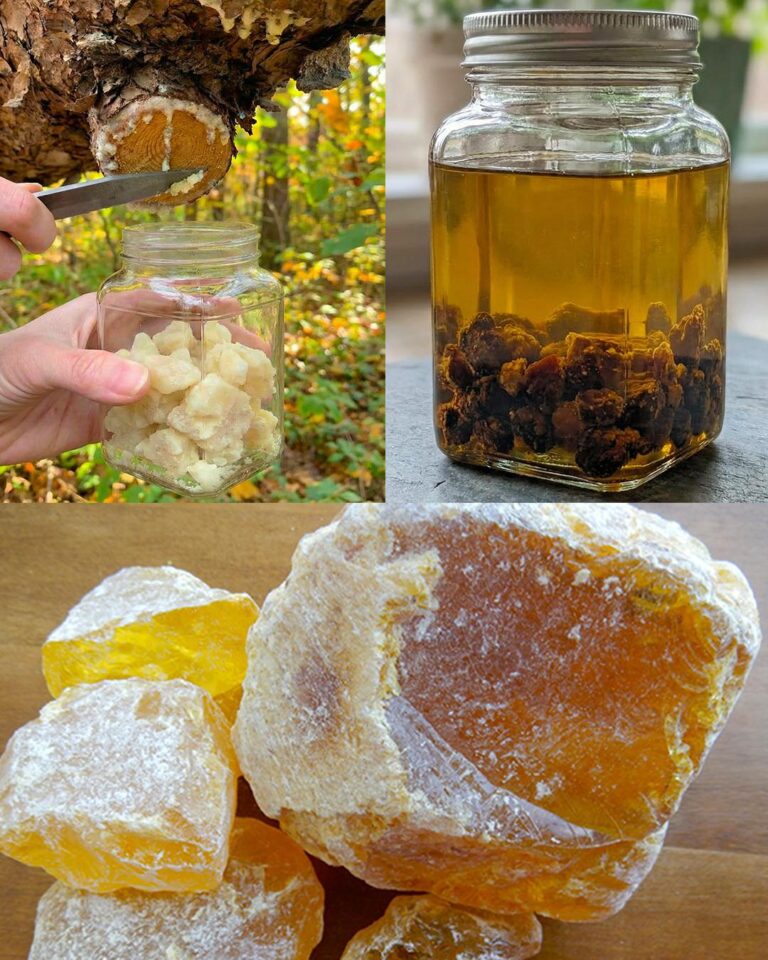 Pine Resin Power: What It Is, Why It’s So Useful - Diy Garden And Home